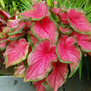 Caladium Homeopathic Medicine: A Comprehensive Guide – Homeoresearch.com
